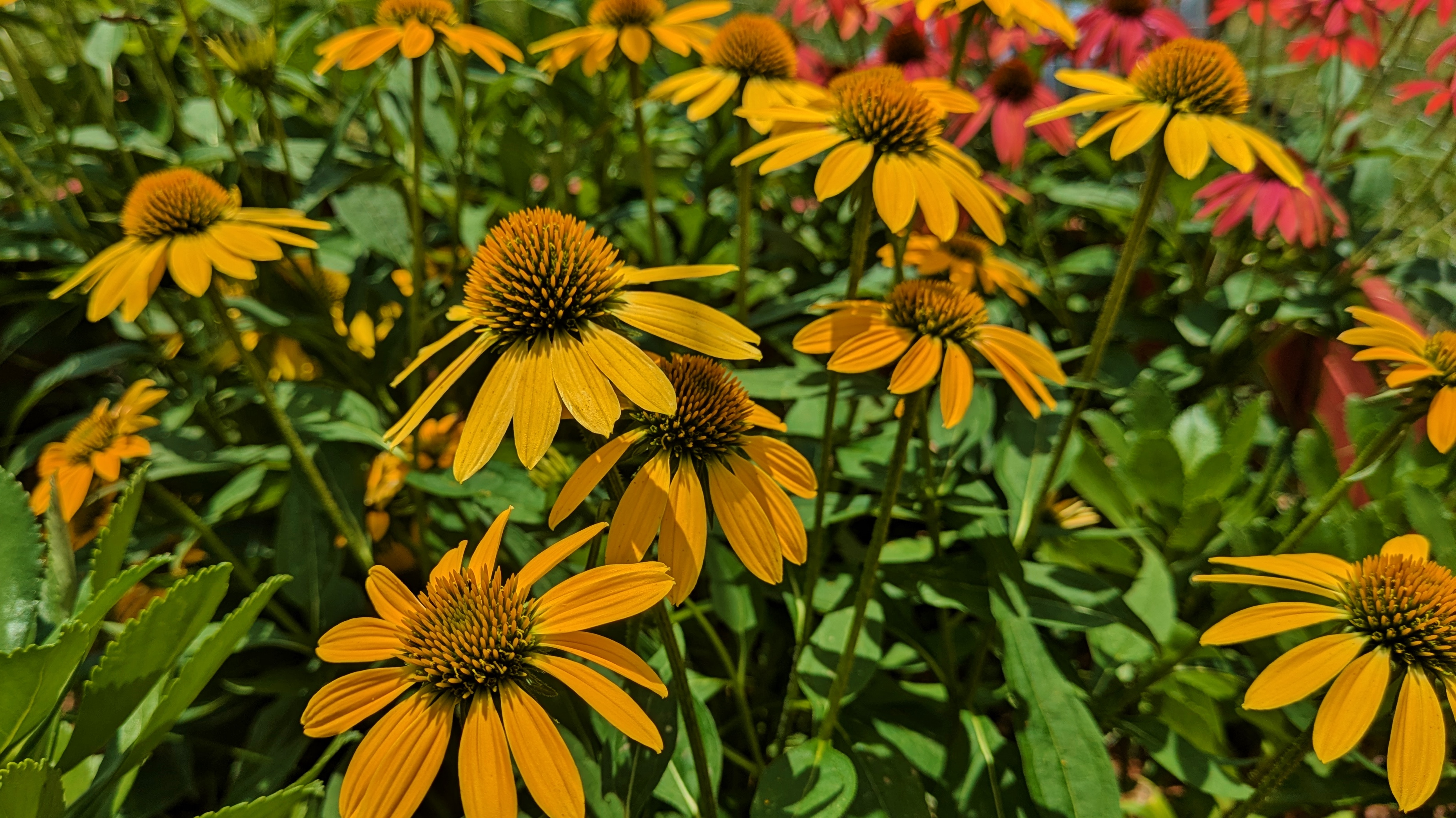 Play – Sunlight and Shadows