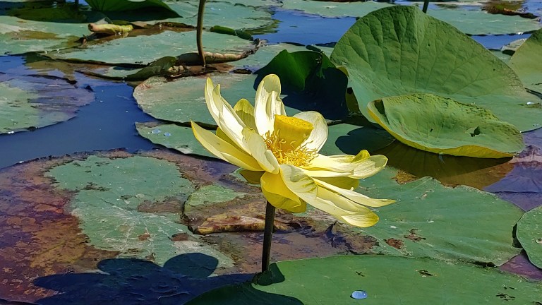 Love the Light – Sunlight and Shadows